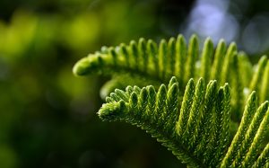 Evergreen Symbolism - Whats-Your-Sign.com