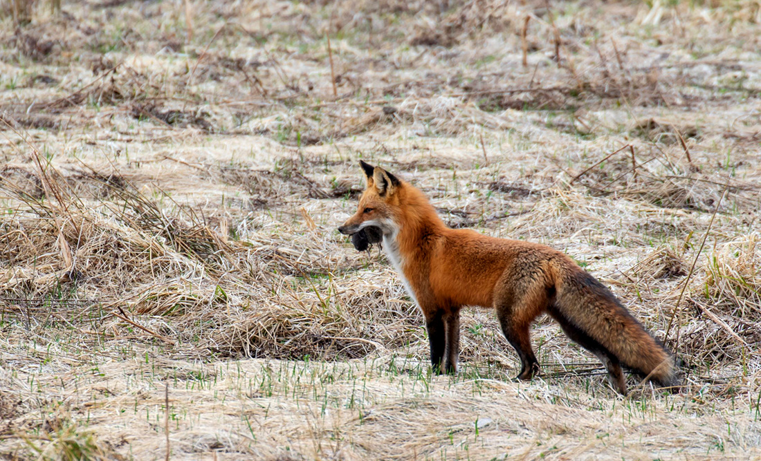 Fox Animal Symbolism | Symbolic Fox Thoughts | Fox Totem Meanings | by ...