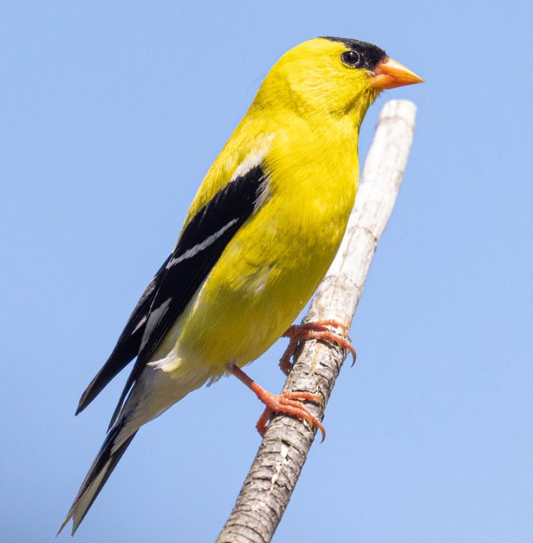 Symbolic Finch Meanings and Insights about Finches on Whats-Your-Sign