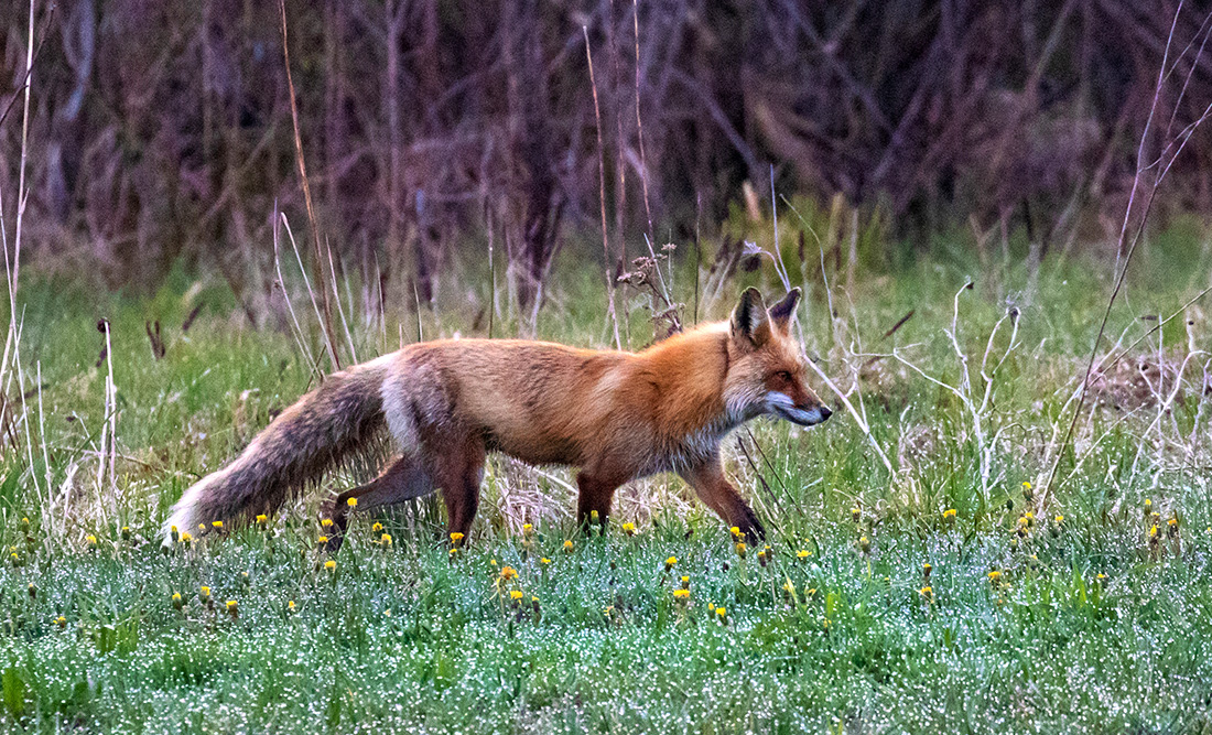 Red Fox Symbolism | Red Fox Meaning | by Avia on Whats-Your-Sign