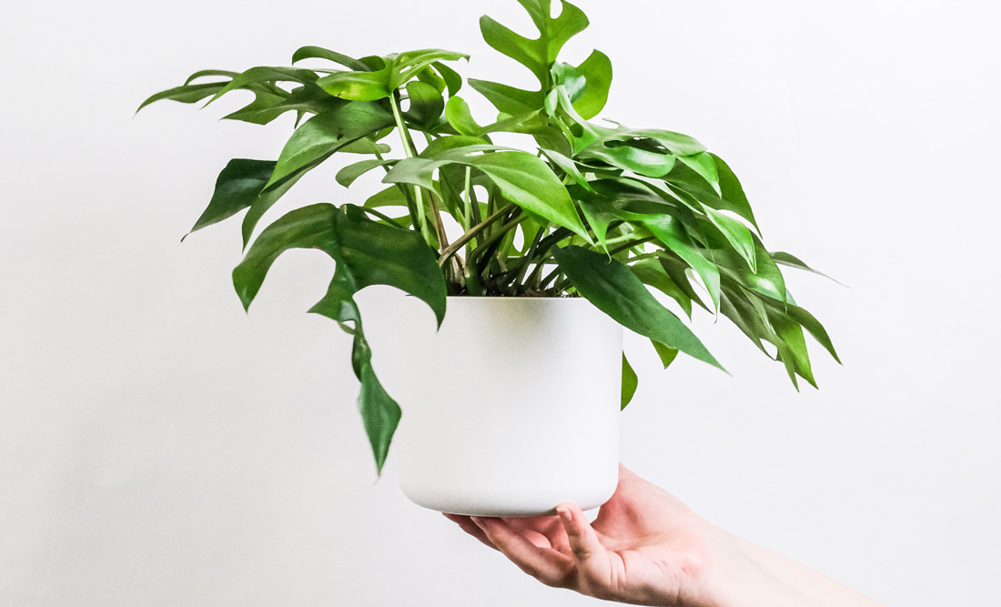 Best Houseplants According to Your Astrology Sign (From an Astrologists ...
