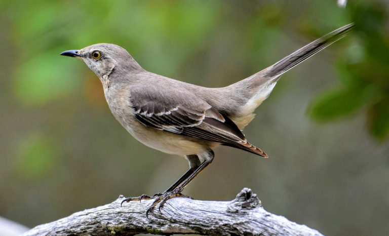 Spiritual and Symbolic Meaning of Mockingbirds - Whats-Your-Sign.com
