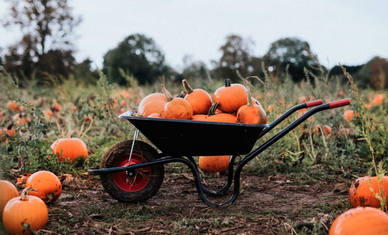 Symbolic Meaning of Pumpkins - Whats-Your-Sign.com