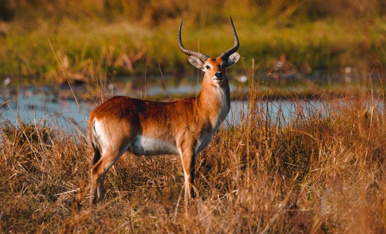 Antelope Symbolism and Antelope Spirit Animal Meaning - Whats-Your-Sign.com