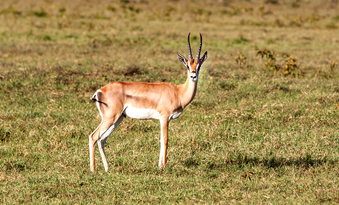 Antelope Symbolism and Antelope Spirit Animal Meaning - Whats-Your-Sign.com