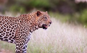 Leopard Symbolism and Spiritual Meaning of Leopard - Whats-Your-Sign.com