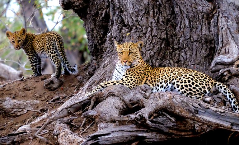 Leopard Symbolism and Spiritual Meaning of Leopard - Whats-Your-Sign.com