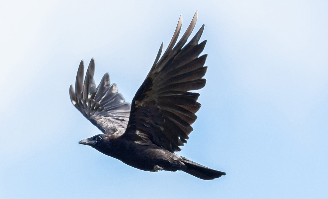 National Bird Day (Jan 5) What to Know and Stuff to Do - Whats-Your ...