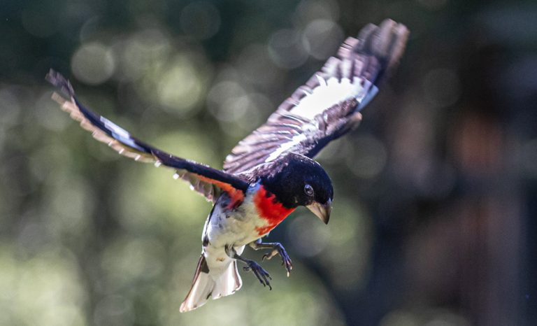 National Bird Day (Jan 5) What to Know and Stuff to Do - Whats-Your ...