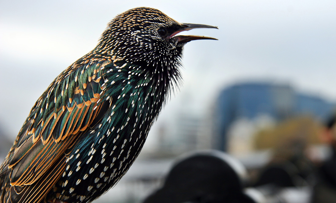 Starling Symbolism and Meaning - Whats-Your-Sign.com