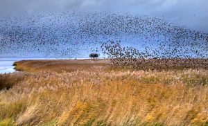 Starling-Symbolism-and-Meaning-Murmuration-2 - Whats-Your-Sign.com