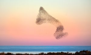 Starling Symbolism and Meaning - Whats-Your-Sign.com