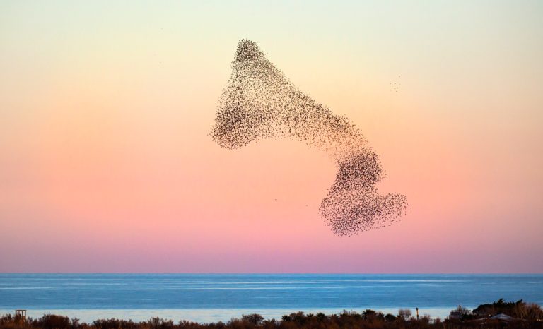 Starling Symbolism and Meaning - Whats-Your-Sign.com