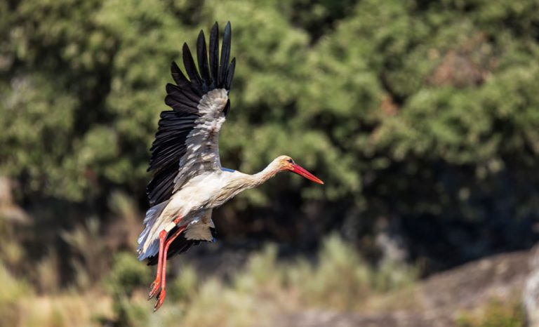 Lucky Birds: Birds That Represent Good Luck - Whats-Your-Sign.com