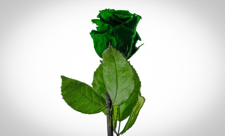 Meaning of Rose Colors on Valentine's Day - Whats-Your-Sign.com