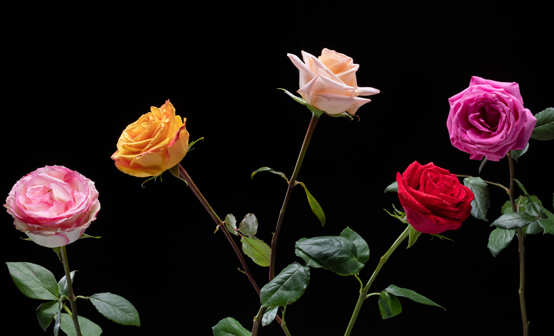 Meaning-of-Rose-Colors-on-Valentines-Day-Mixed-Rose-Colors - Whats-Your ...