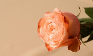 Meaning of Rose Colors on Valentine's Day - Whats-Your-Sign.com