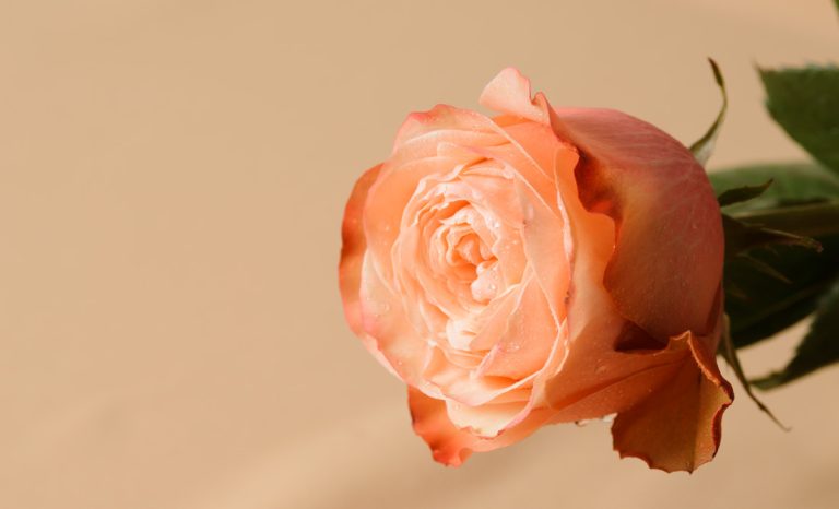 Meaning of Rose Colors on Valentine's Day - Whats-Your-Sign.com