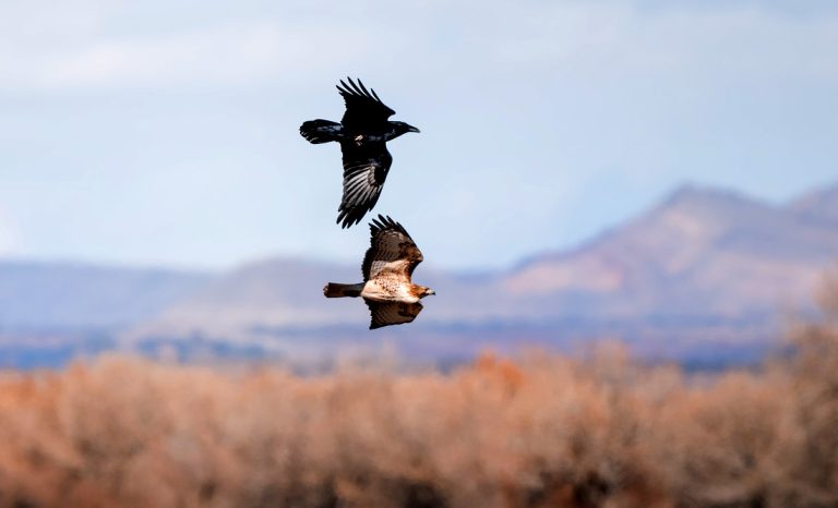 Native American Hawk and Crow Meaning and Stories - Whats-Your-Sign.com