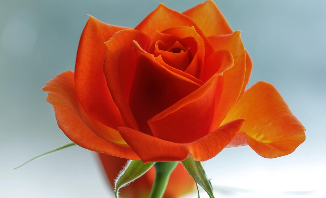 Meaning of Rose Colors on Valentine's Day - Whats-Your-Sign.com