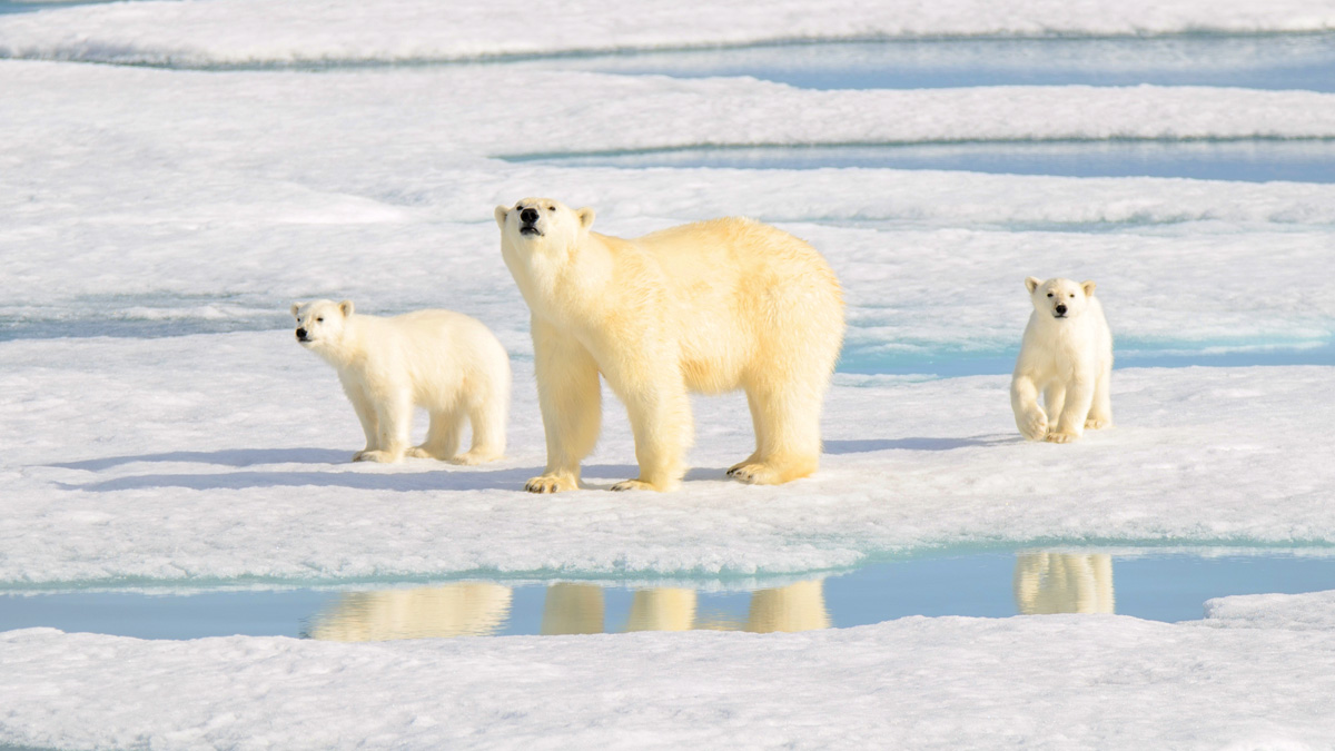 International Polar Bear Day (February 27th): What It Is and Stuff to ...