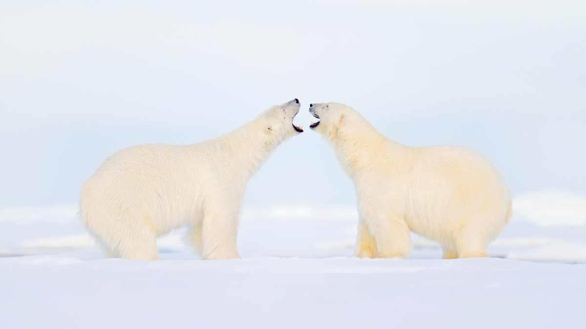 International Polar Bear Day (February 27th): What It Is and Stuff to ...