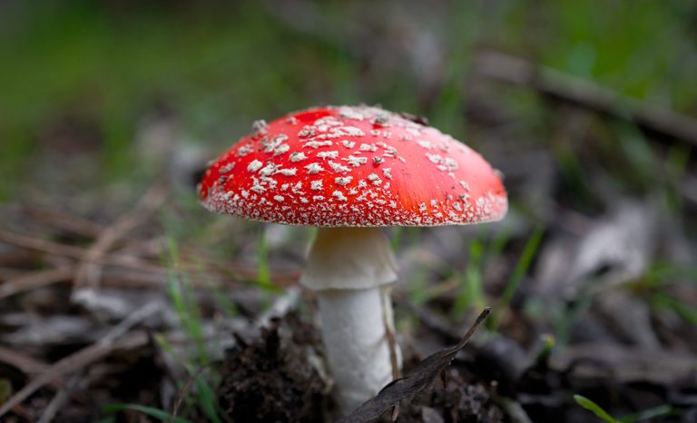 Symbolic and Spiritual Meaning of Mushrooms - Whats-Your-Sign.com