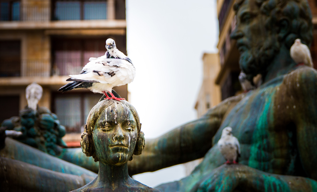 What it Means When a Bird Poops on You and Other Symbolic Bird Signs