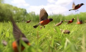 Birds of Spring and Their Meanings - Whats-Your-Sign.com