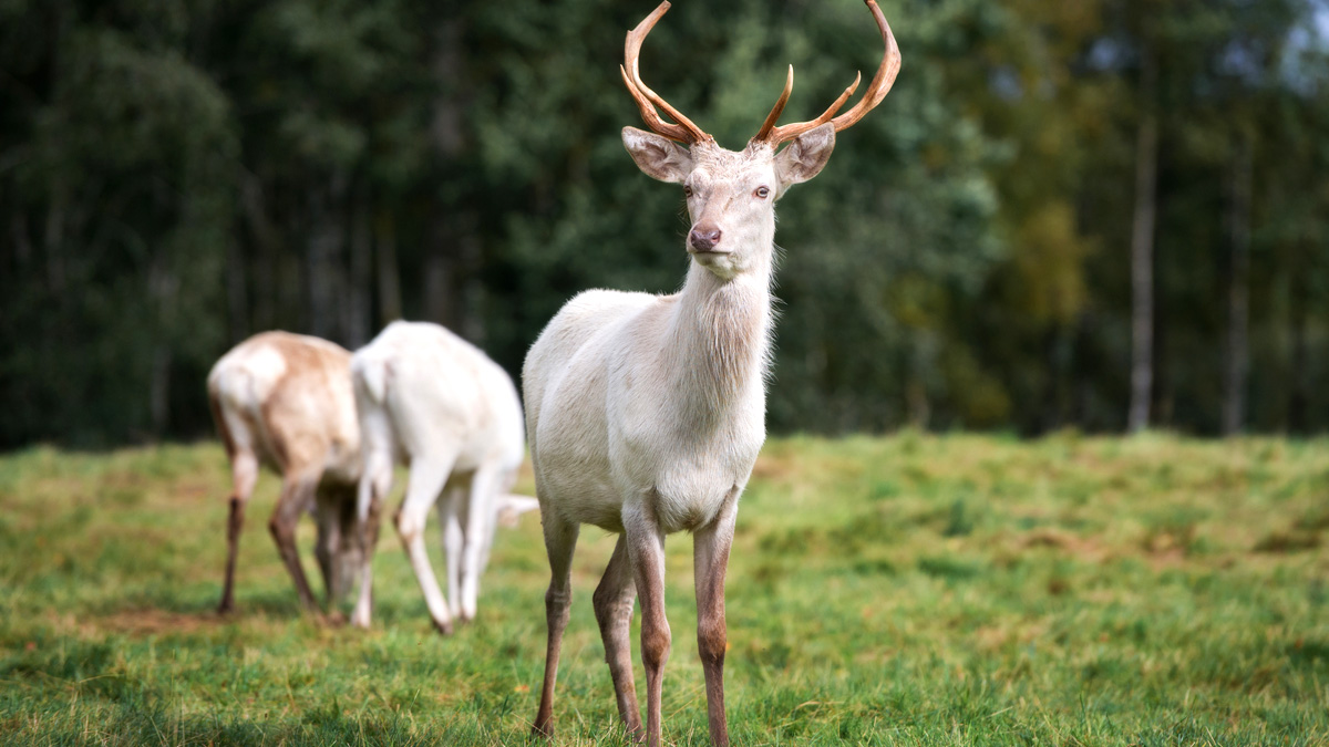 Spiritual and Symbolic White Deer Meaning - Whats-Your-Sign.com