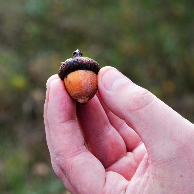 7 Lesser-Known Lucky Symbols and Their Meanings - Whats-Your-Sign.com