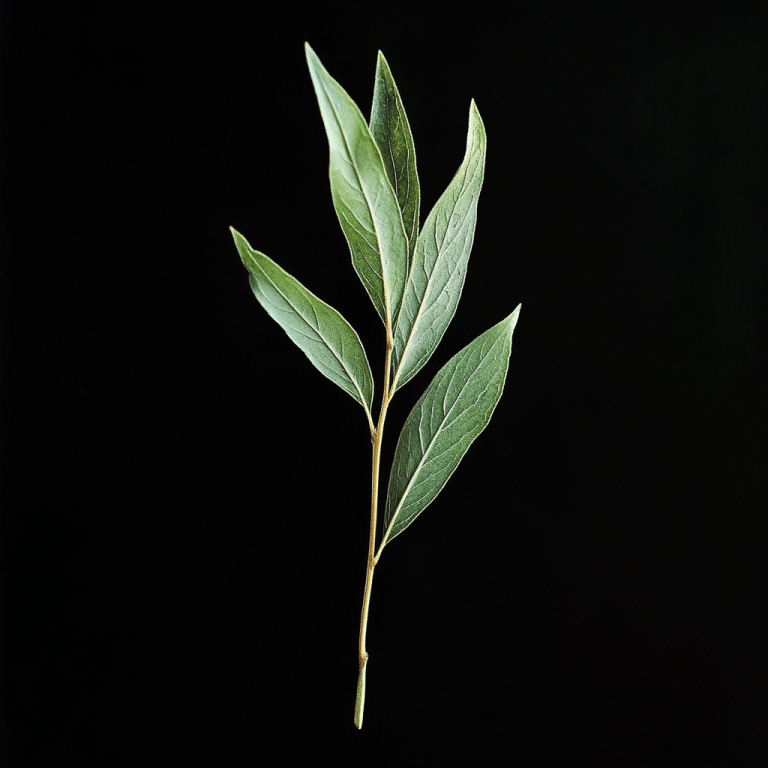 The Symbolic Meaning of Leaves: Nature's Whispering Messengers - Whats ...