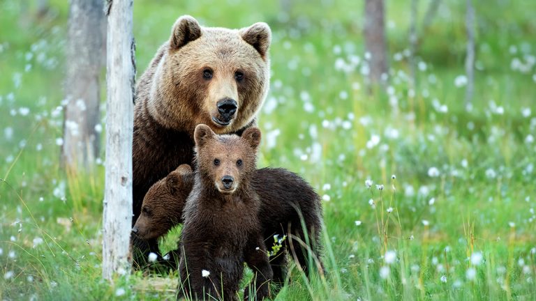 Power Animals of June: What Animal Spirits Want You to Know This Month ...