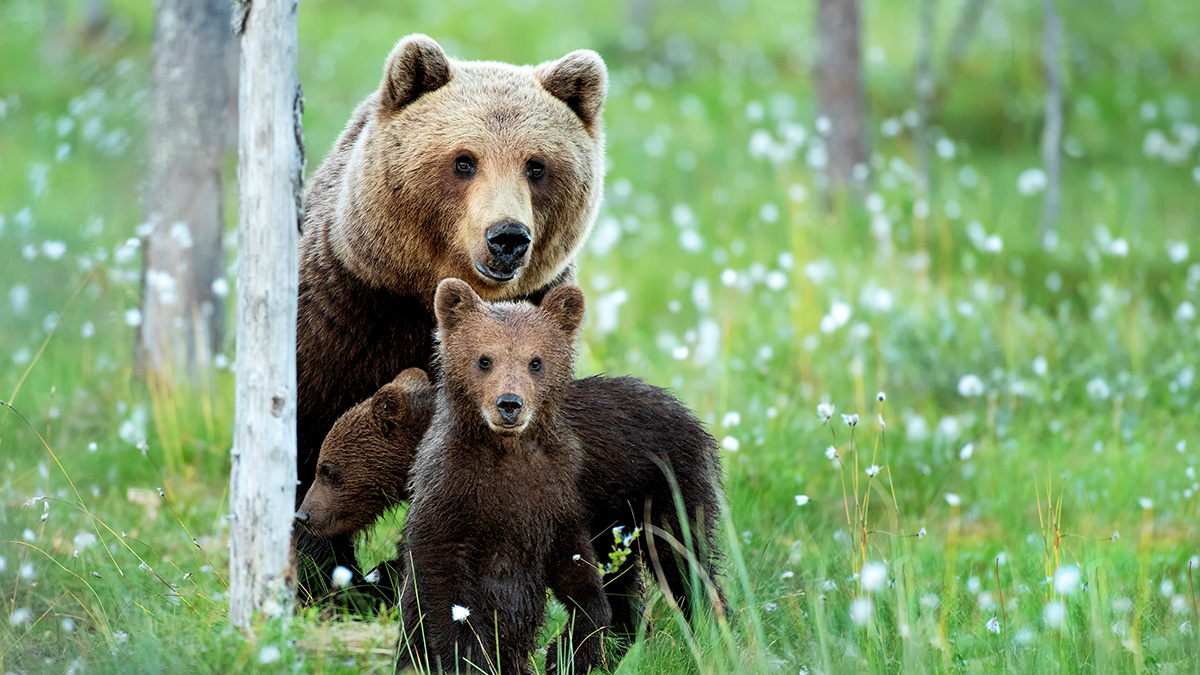 Power Animals of June: What Animal Spirits Want You to Know This Month - Whats-Your-Sign.com