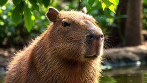 Capybara Spiritual Meaning & Symbolism Explained | Whats-Your-Sign.com