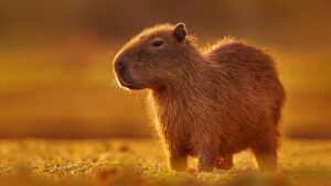 Capybara Spiritual Meaning & Symbolism Explained | Whats-Your-Sign.com