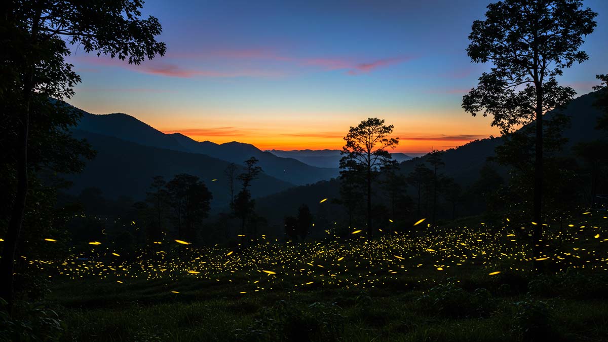 Firefly Spiritual Meaning: What Lightning Bugs Reveal About the Soul ...