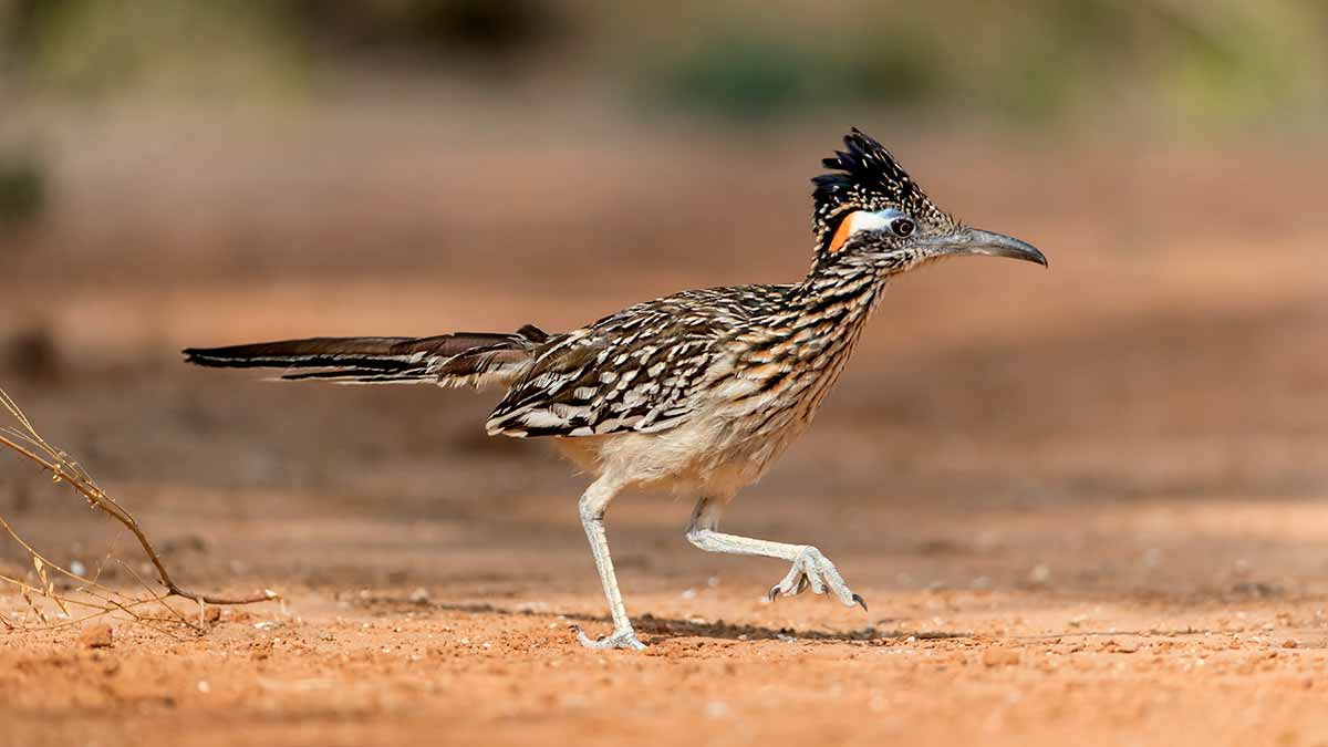 Roadrunner Spiritual Meaning: Symbolism & More | Whats-Your-Sign.com
