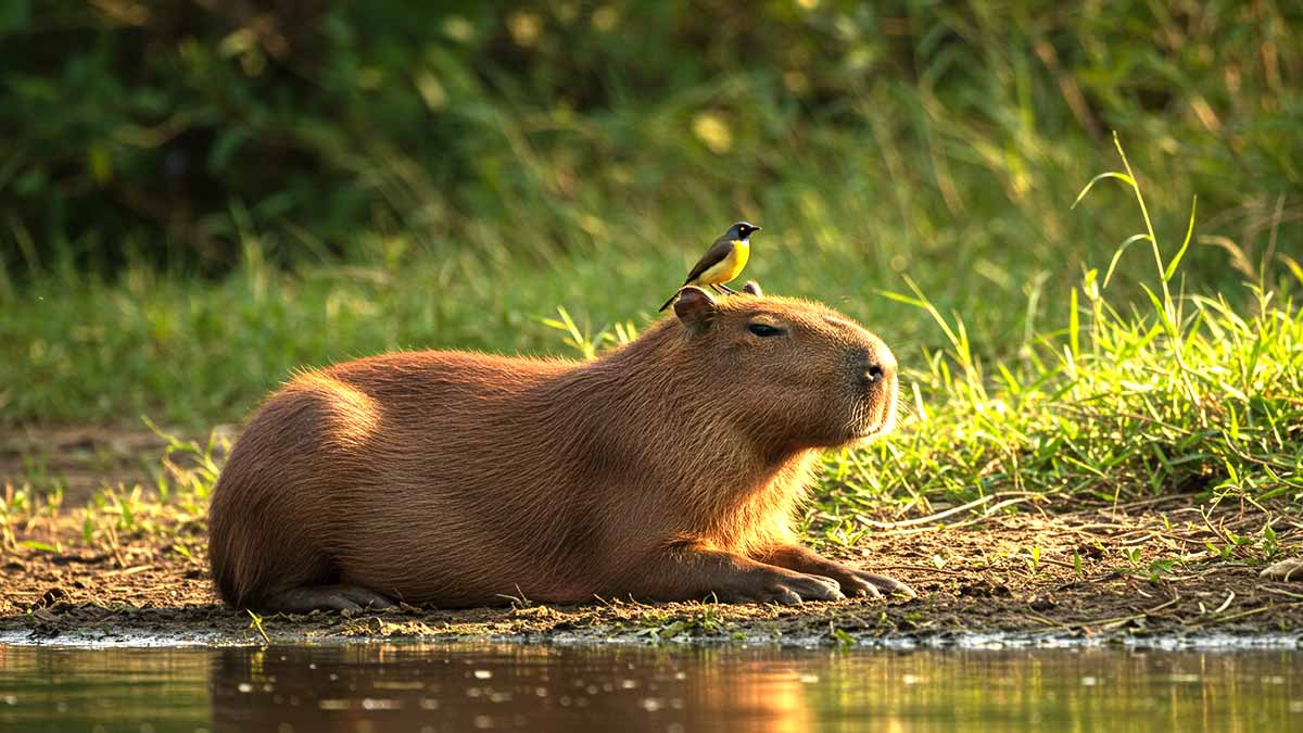 Capybara Spiritual Meaning & Symbolism Explained | Whats-Your-Sign.com