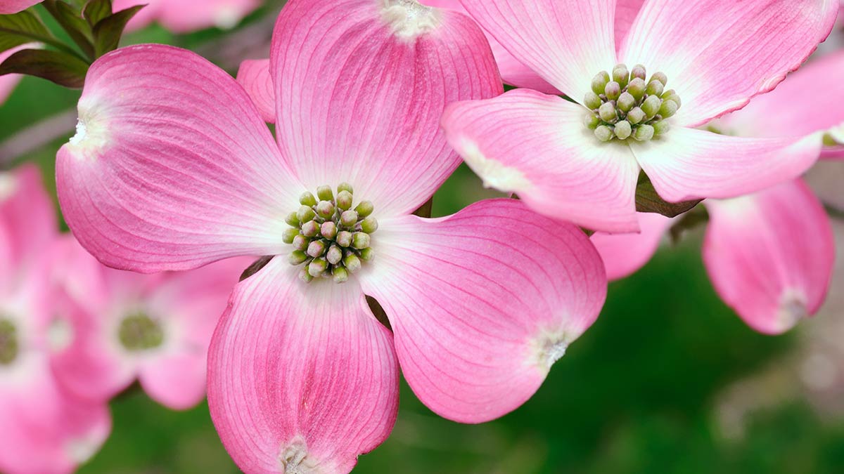 Dogwood Spiritual Symbolism: Folklore, Color Meanings, Dreams, & More