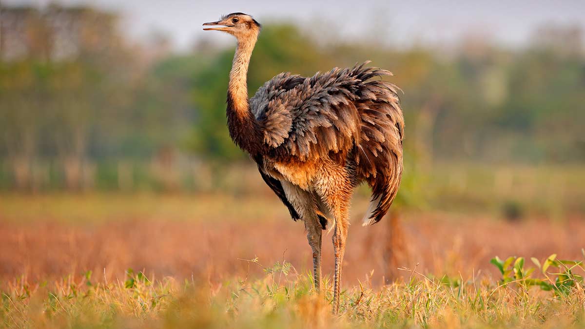 From Feathers to Eggs: Symbolism & Spiritual Meaning of the Ostrich ...