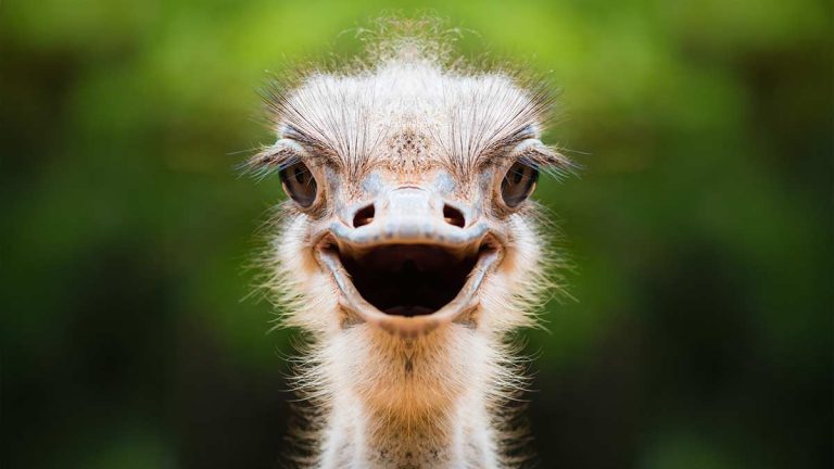 From Feathers to Eggs: Symbolism & Spiritual Meaning of the Ostrich ...
