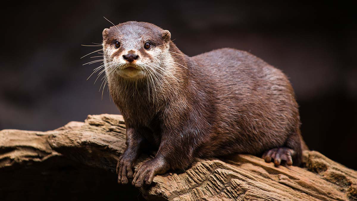 Otter Native American Zodiac Sign Meaning | Playful, Clever ...