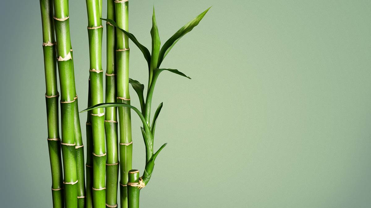 Lucky Tree Symbolism: How Trees Represent Wealth & Good Fortune