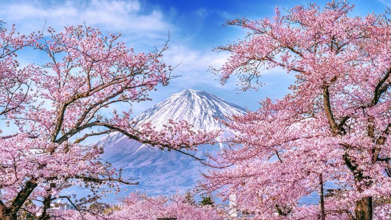 Lucky Tree Symbolism: How Trees Represent Wealth & Good Fortune